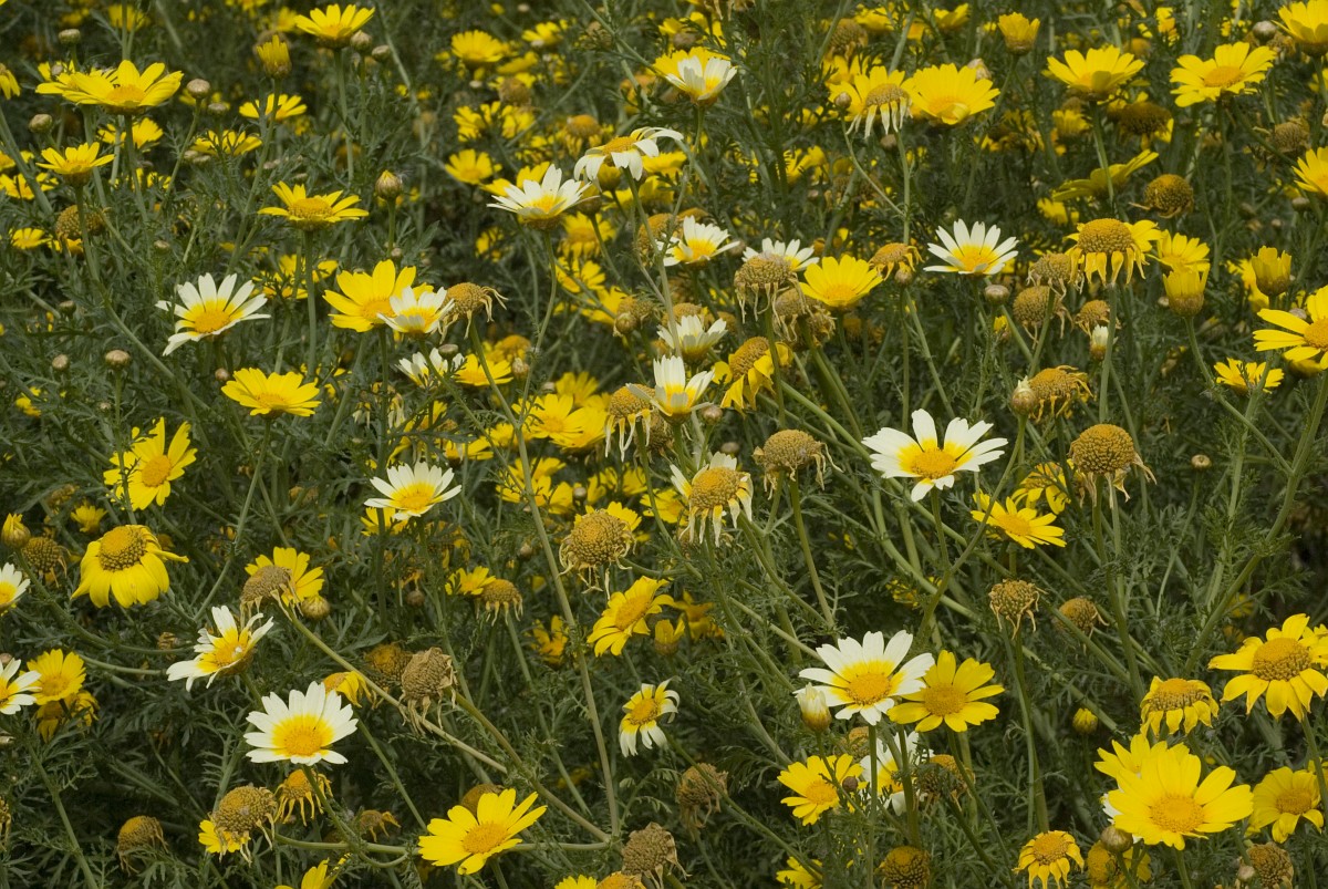 Chrysanthemum coronarium, Crown Daisy