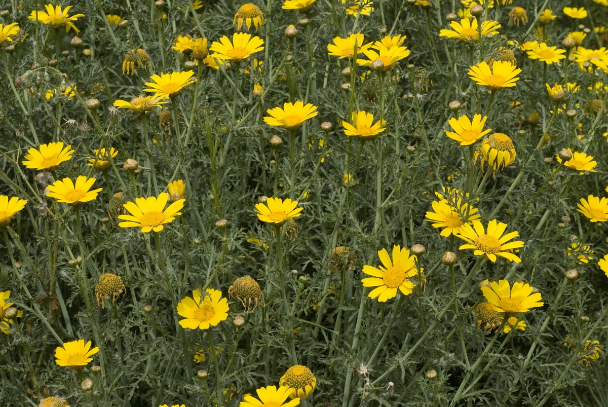 Chrysanthemum coronarium, Crown Daisy