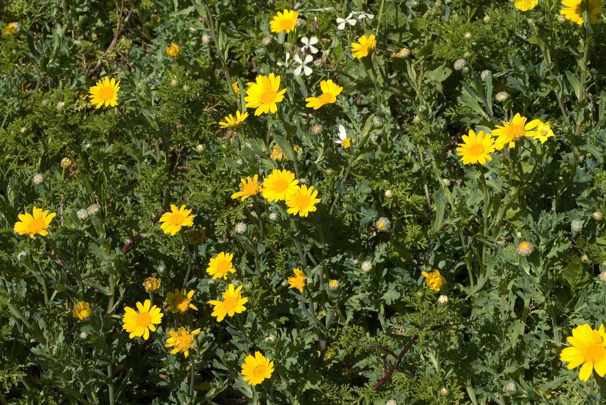 Chrysanthemum coronarium, Crown Daisy