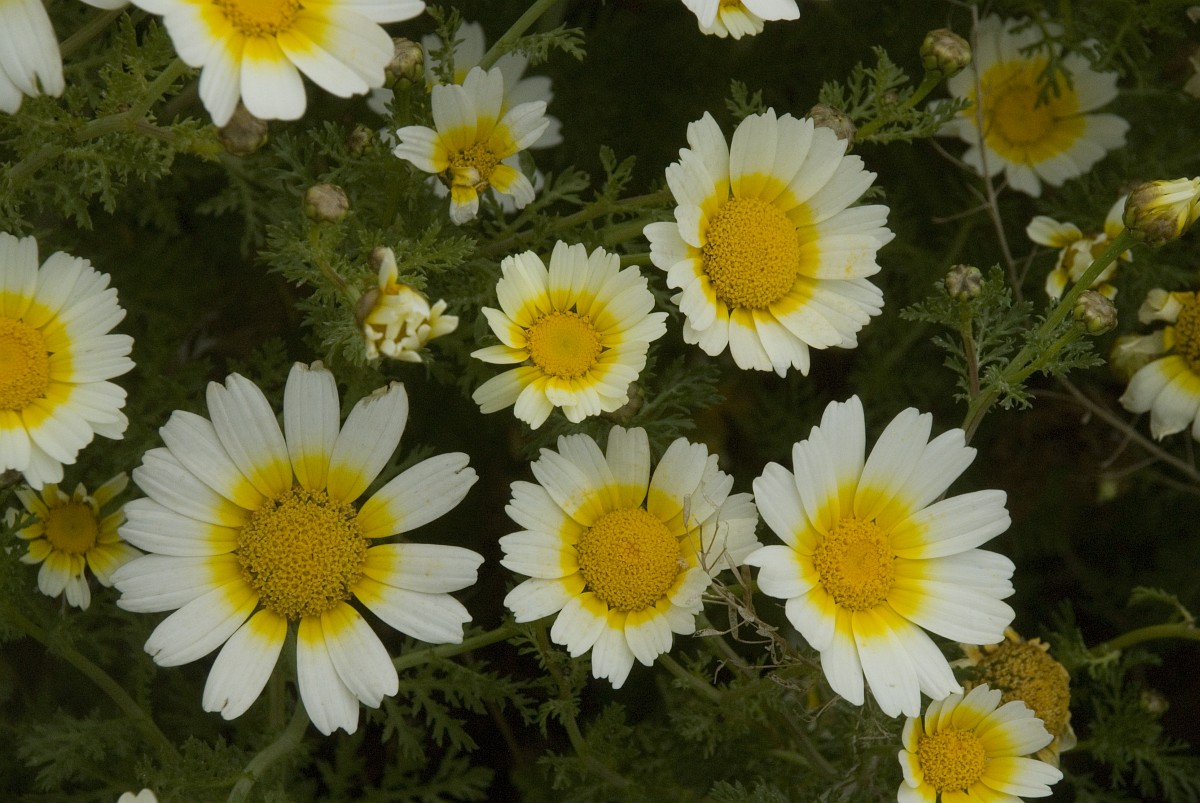 Chrysanthemum coronarium, Crown Daisy