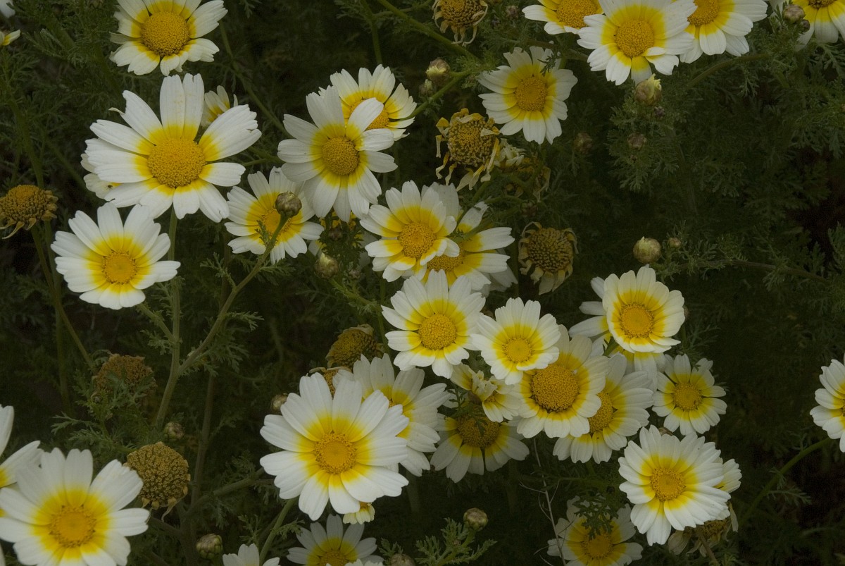 Chrysanthemum coronarium, Crown Daisy