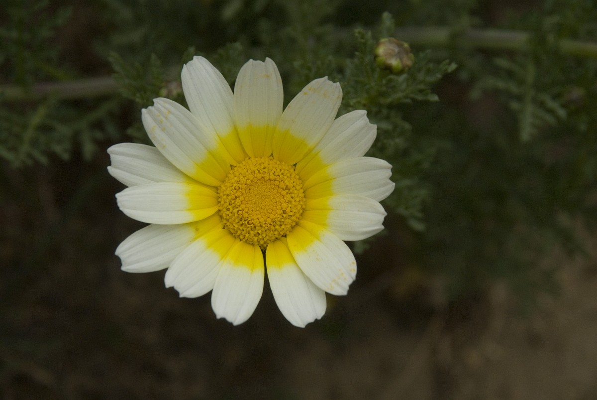 Chrysanthemum coronarium, Crown Daisy
