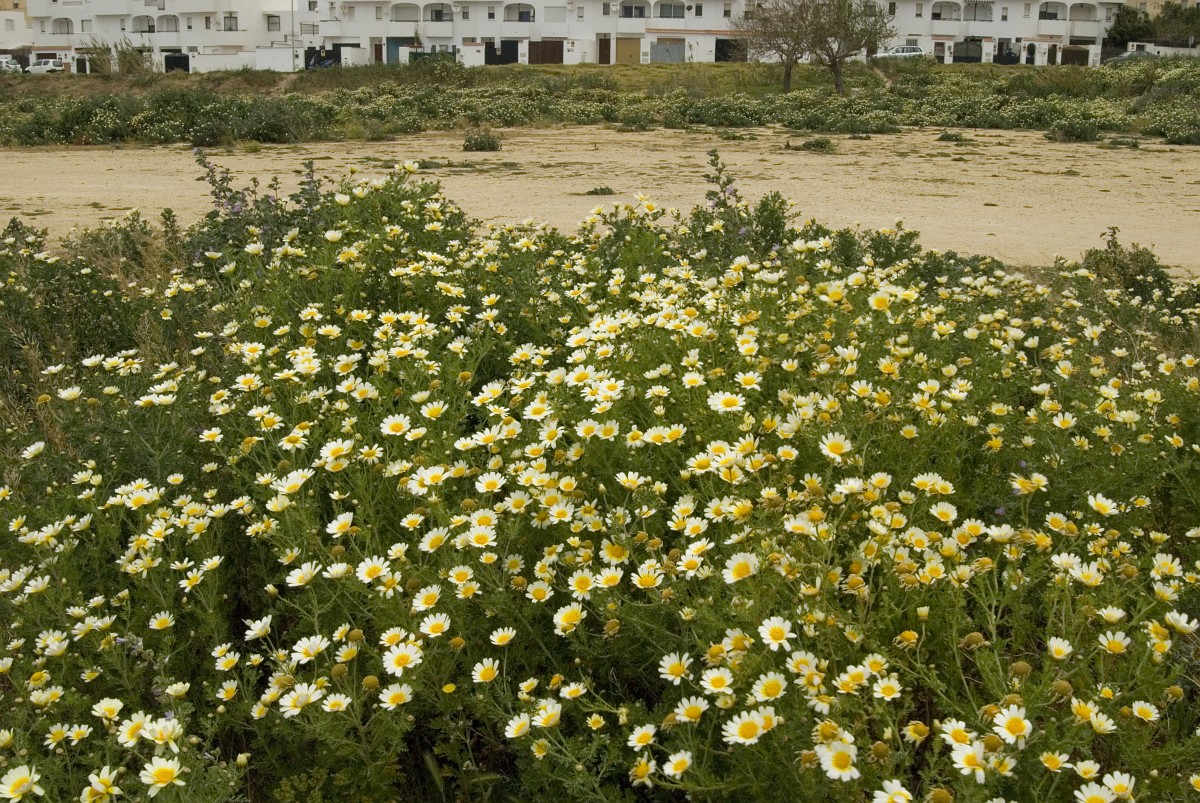 Chrysanthemum coronarium, Crown Daisy
