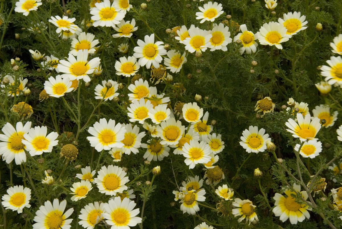 Chrysanthemum coronarium, Crown Daisy