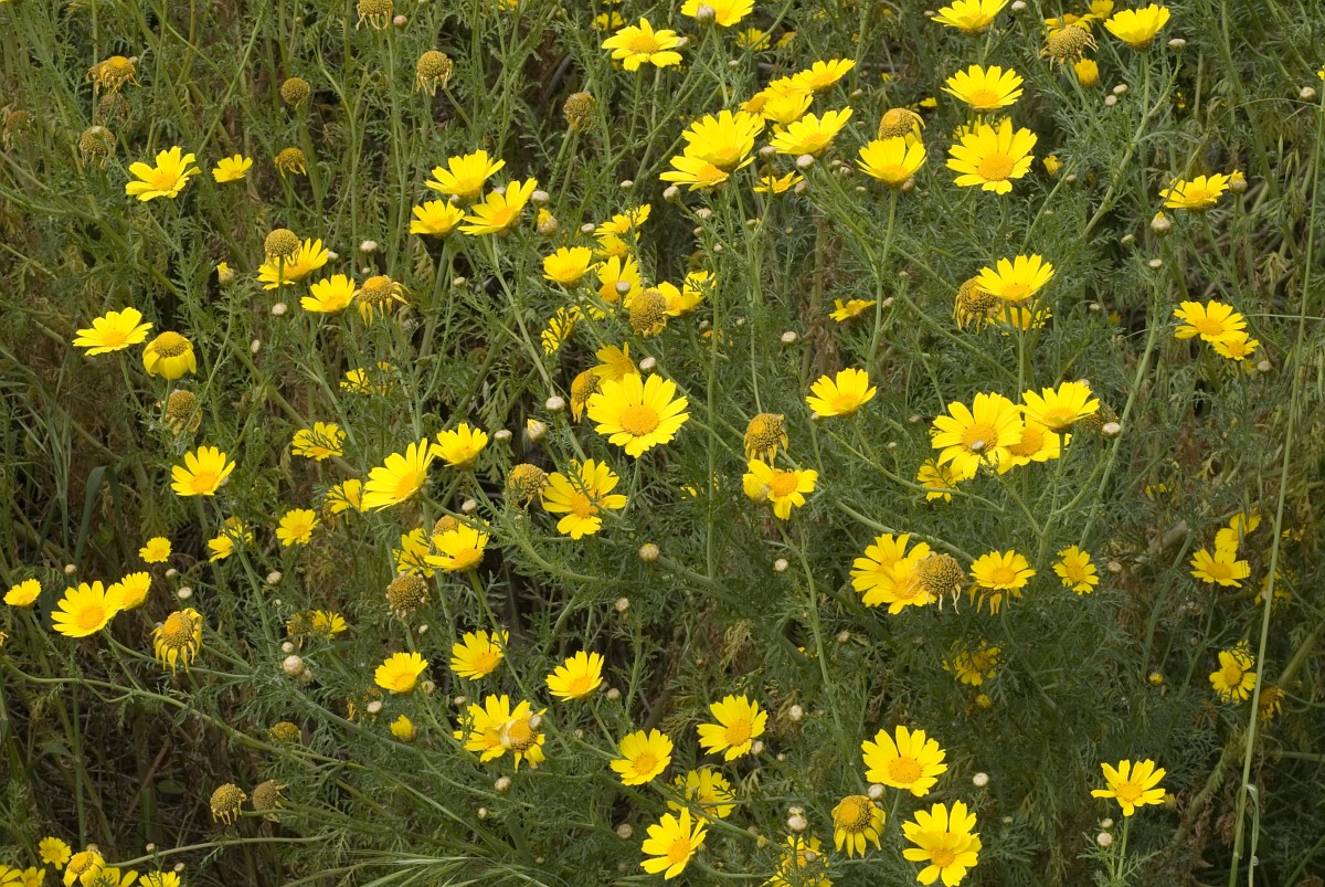 Chrysanthemum coronarium, Crown Daisy