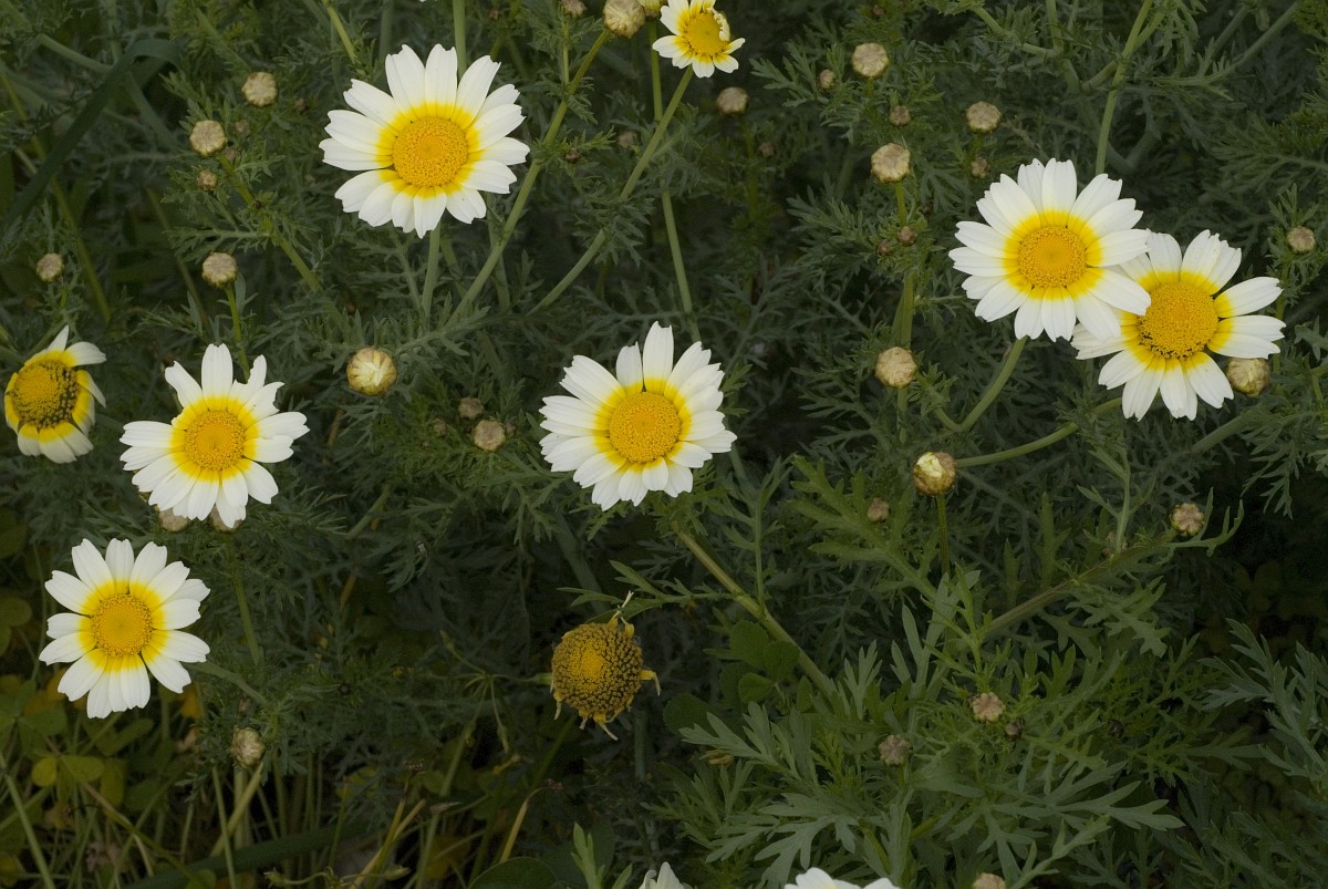 Chrysanthemum coronarium, Crown Daisy