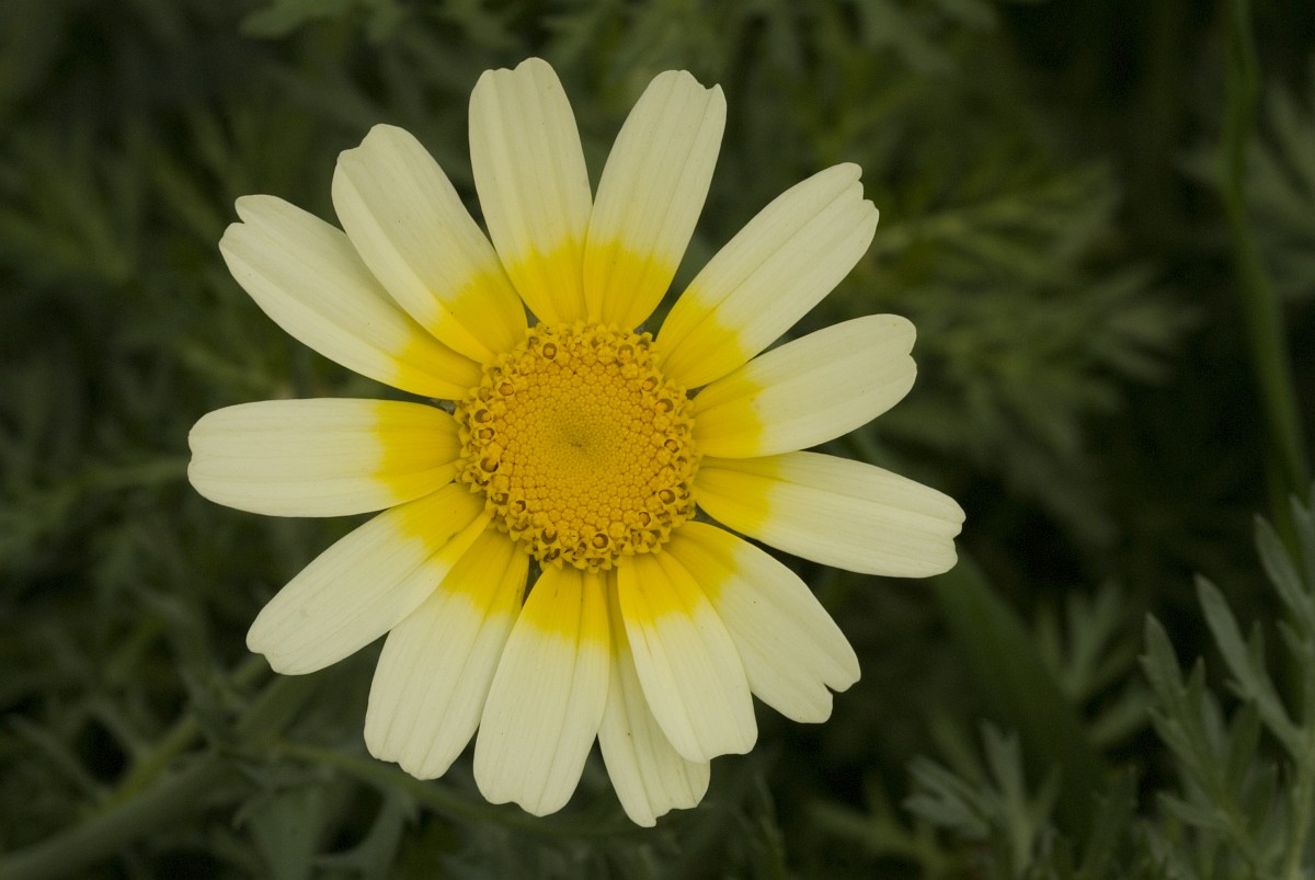 Chrysanthemum coronarium, Crown Daisy
