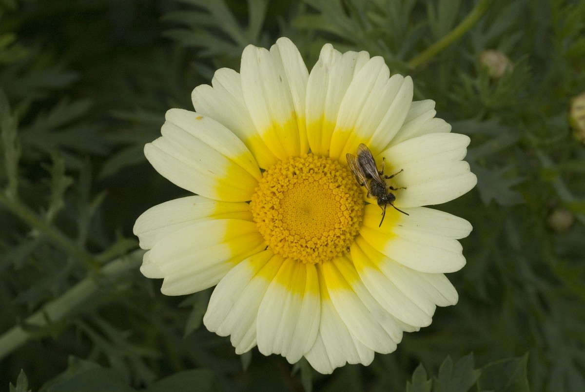 Chrysanthemum coronarium, Crown Daisy