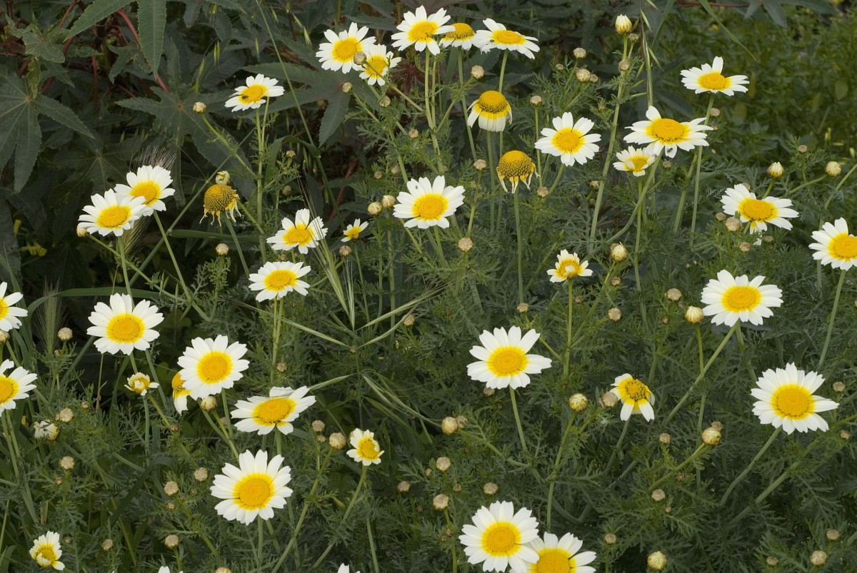 Chrysanthemum coronarium, Crown Daisy