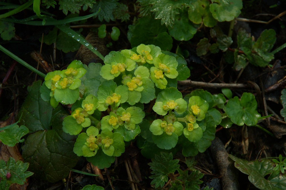 Chrysosplenium oppositifolium, Opposite-leaved Golden-saxifrage
