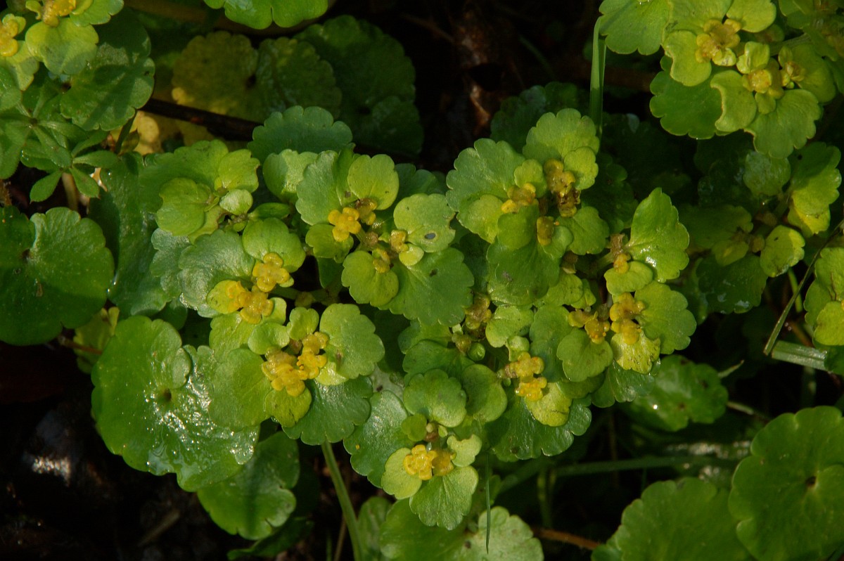 Chrysosplenium oppositifolium, Opposite-leaved Golden-saxifrage