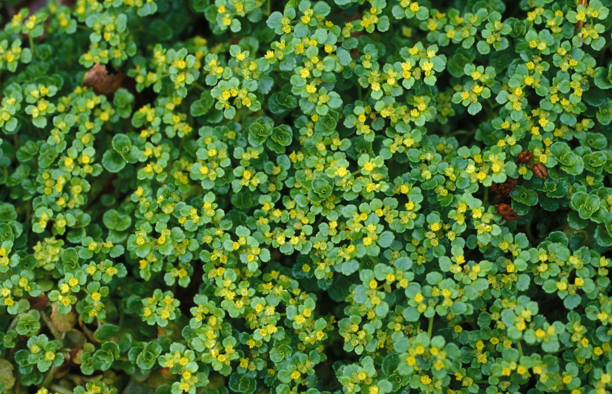 Chrysosplenium oppositifolium, Opposite-leaved Golden-saxifrage