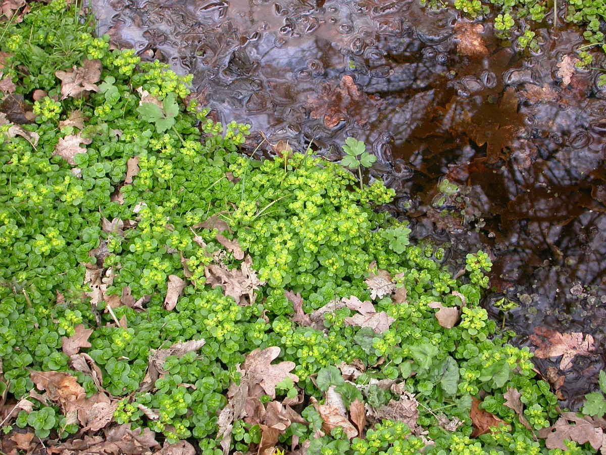 Chrysosplenium oppositifolium, Opposite-leaved Golden-saxifrage