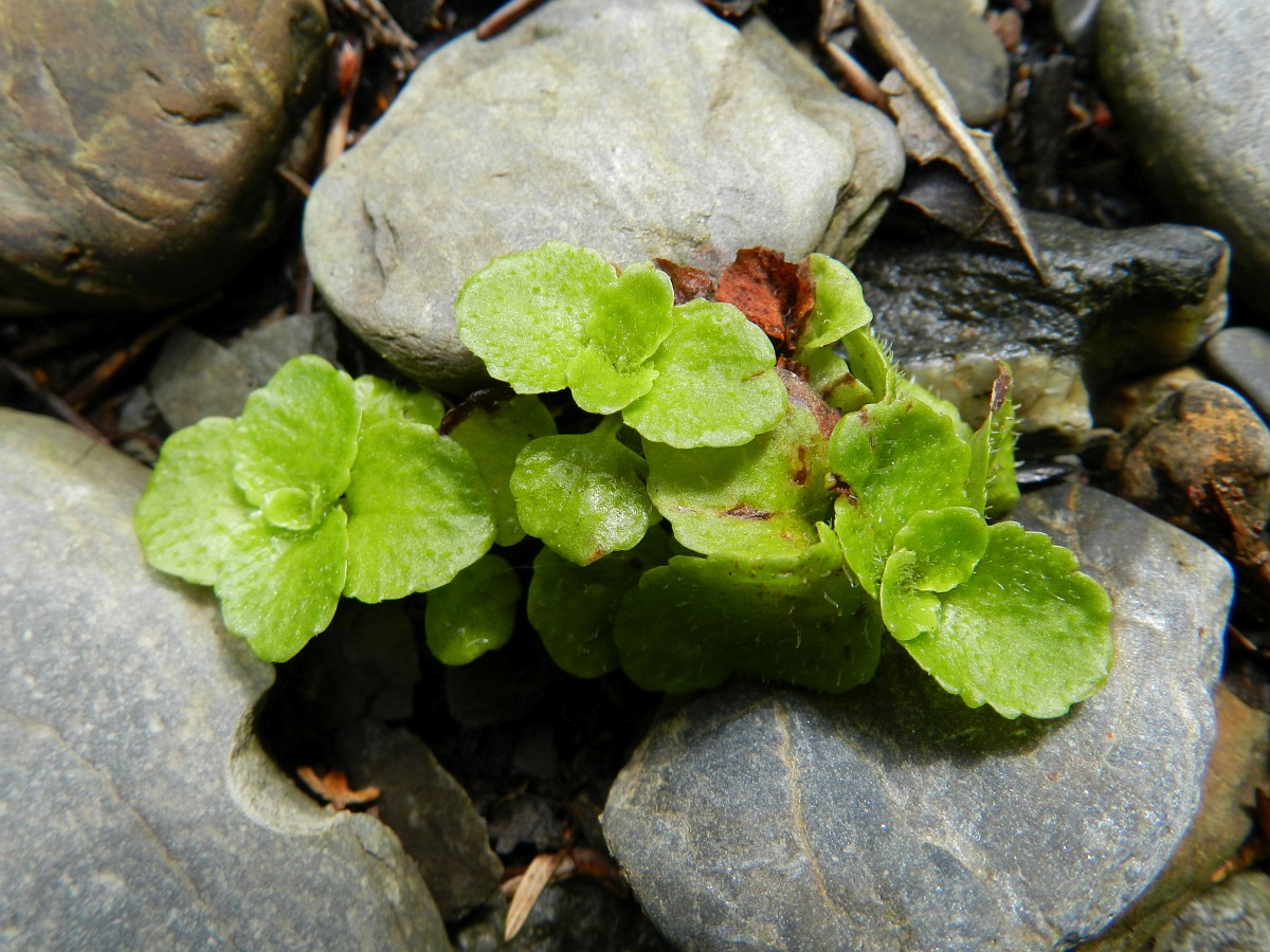 Chrysosplenium oppositifolium, Opposite-leaved Golden-saxifrage