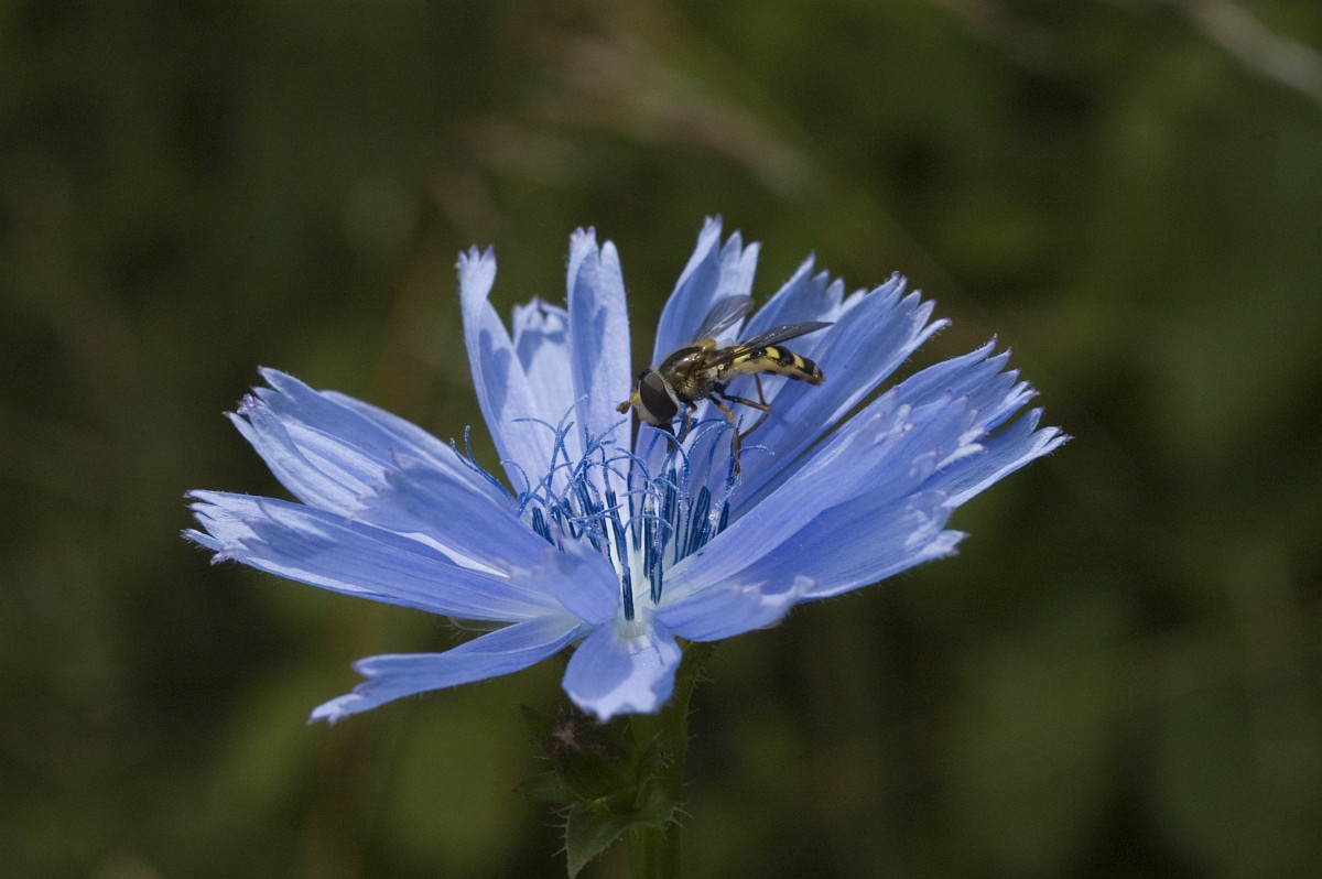 Cichorium intybus, Chicory