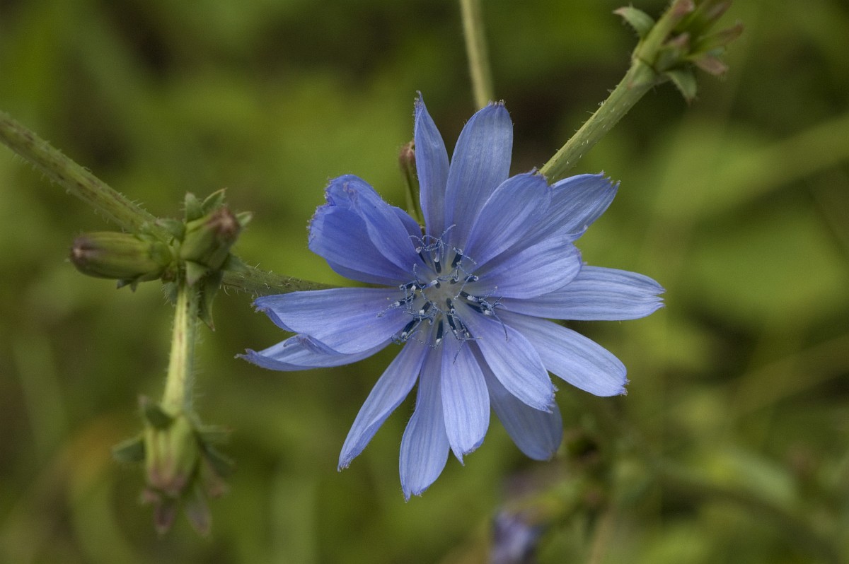 Cichorium intybus, Chicory
