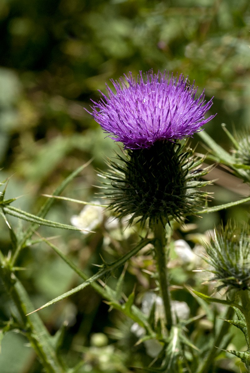 Cirsium vulgare, Spear Thistle