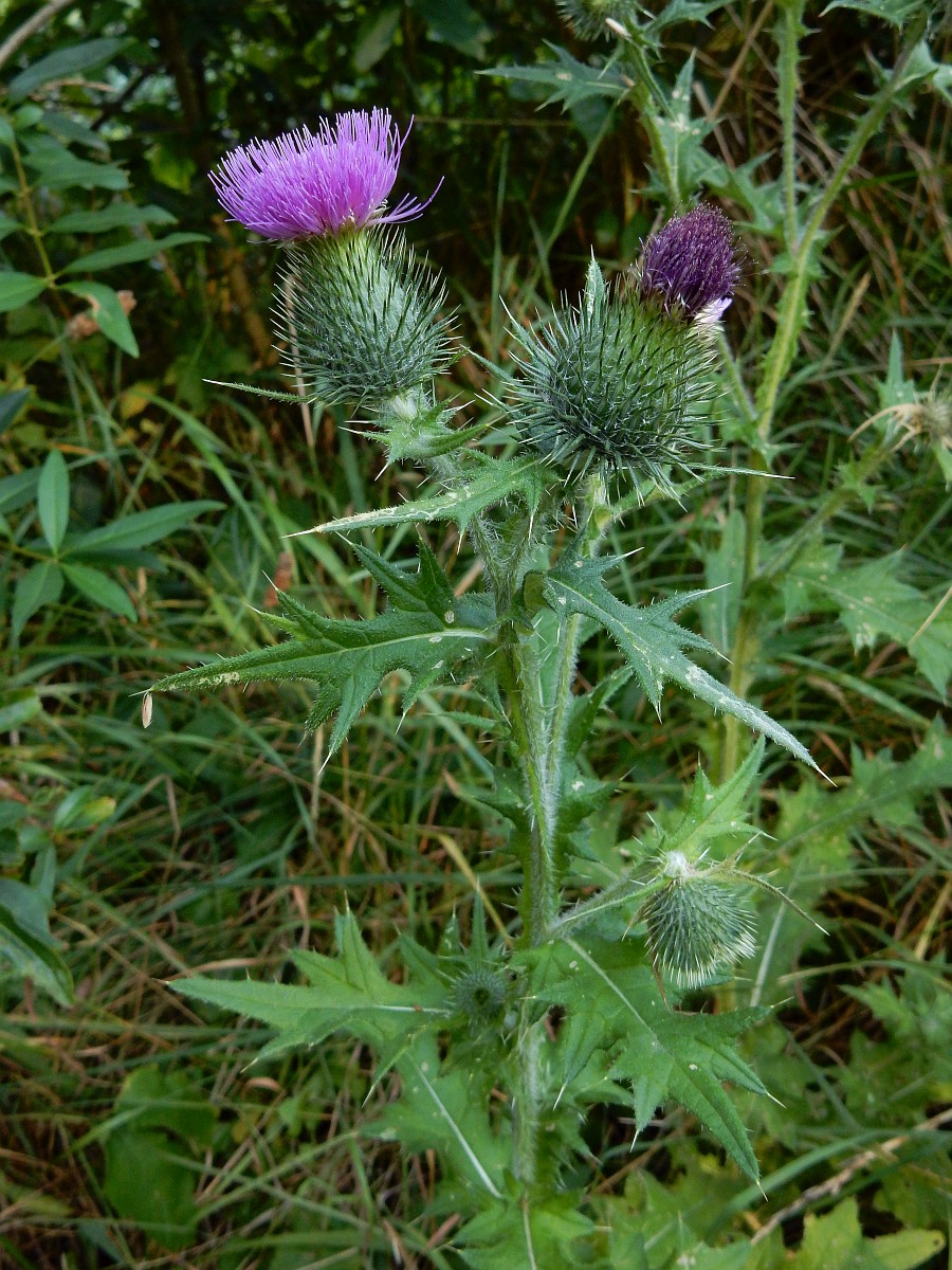 Cirsium vulgare, Spear Thistle
