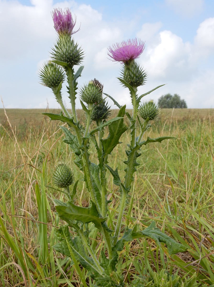 Cirsium vulgare, Spear Thistle