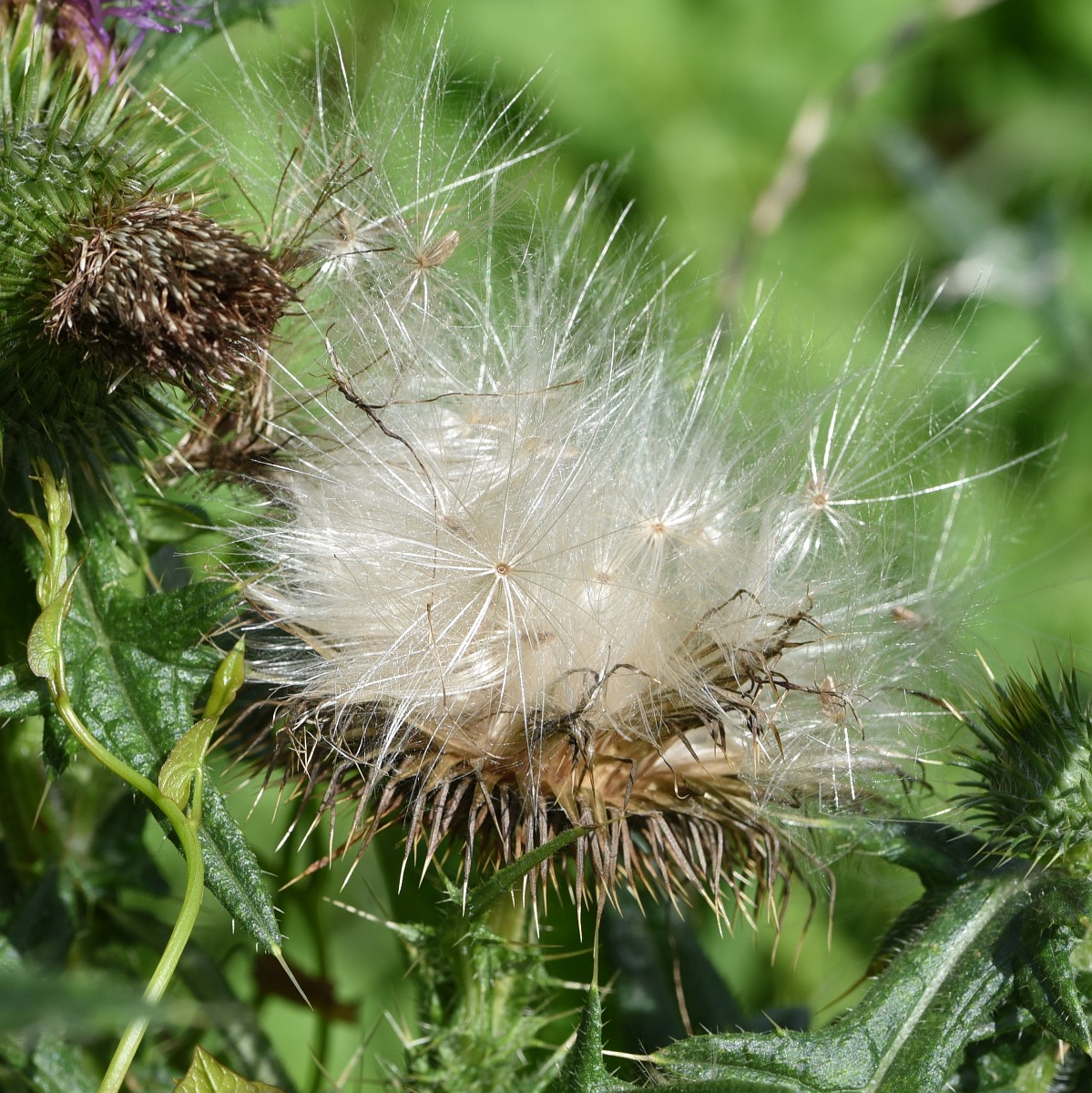 Cirsium vulgare, Spear Thistle
