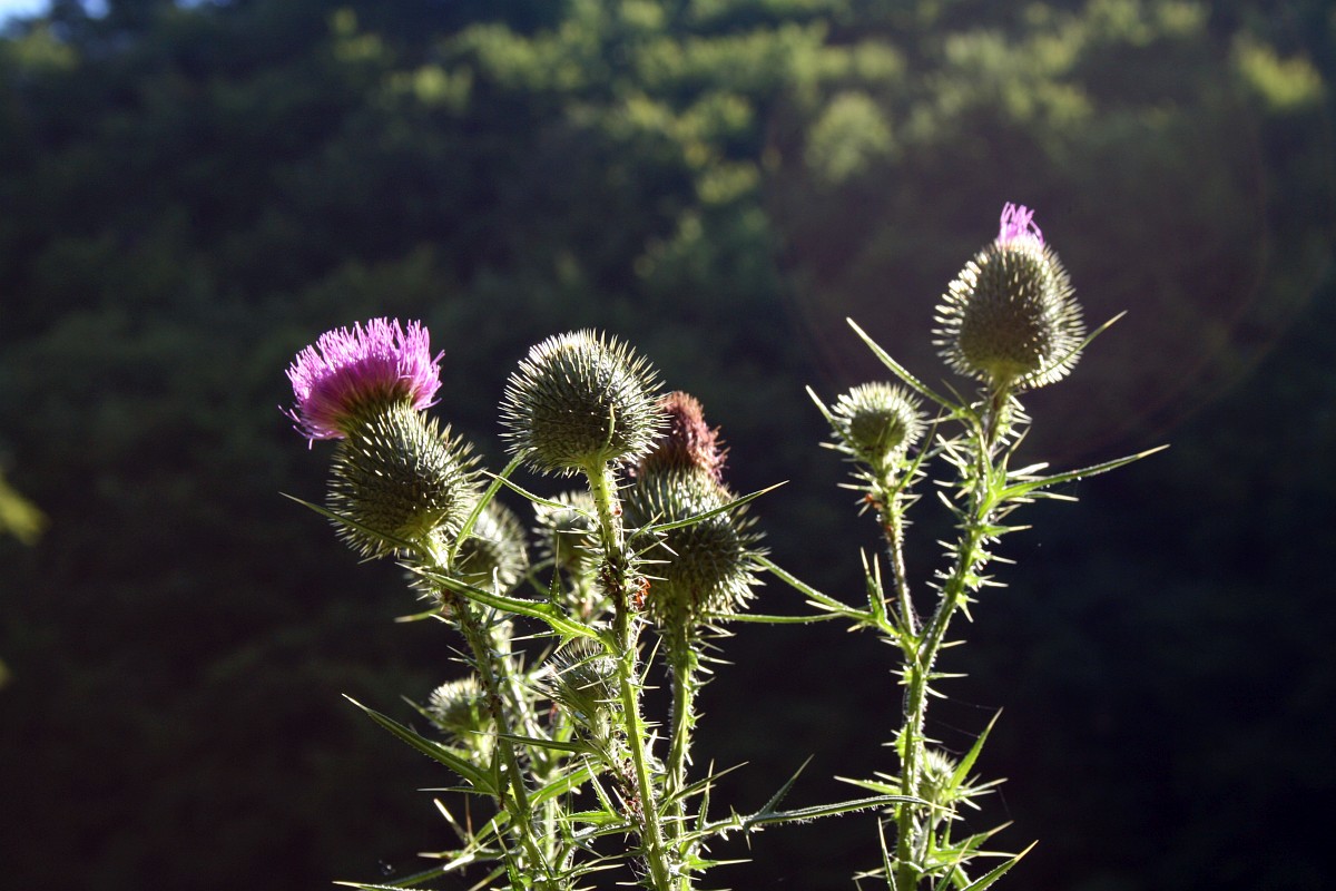 Cirsium vulgare, Spear Thistle