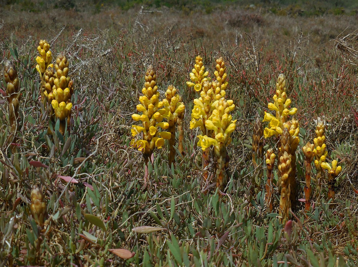 Cistanche phelypaea, Cistanche