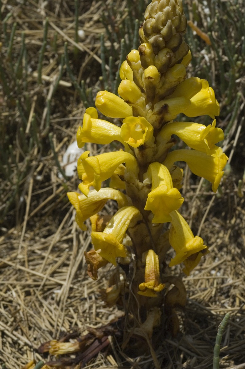 Cistanche phelypaea, Cistanche