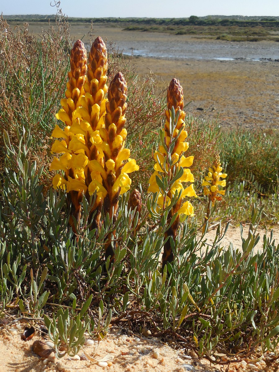Cistanche phelypaea, Cistanche