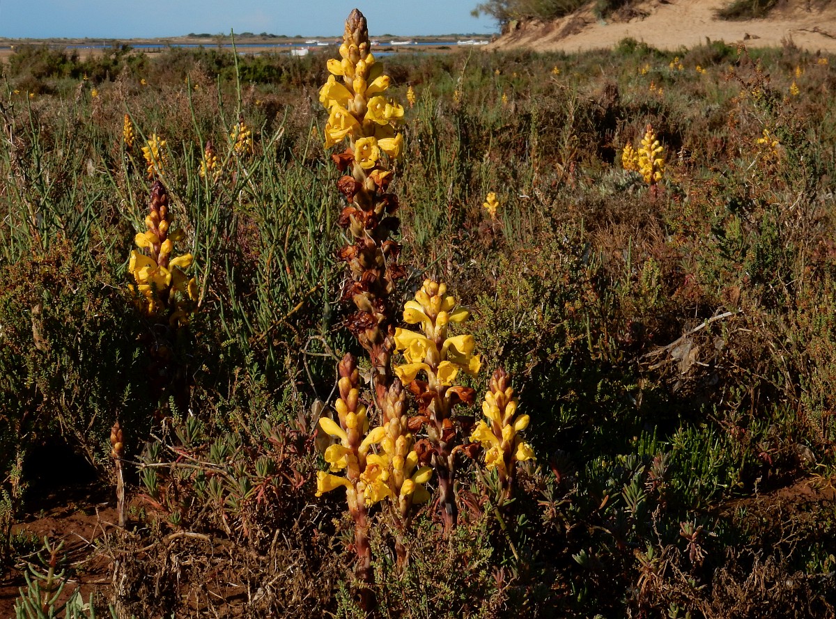 Cistanche phelypaea, Cistanche