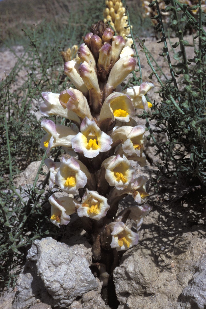 Cistanche phelypaea, Cistanche