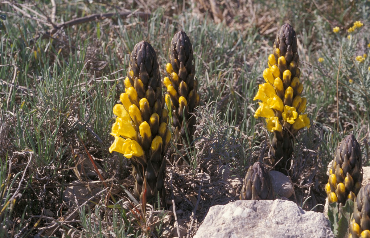 Cistanche phelypaea, Cistanche