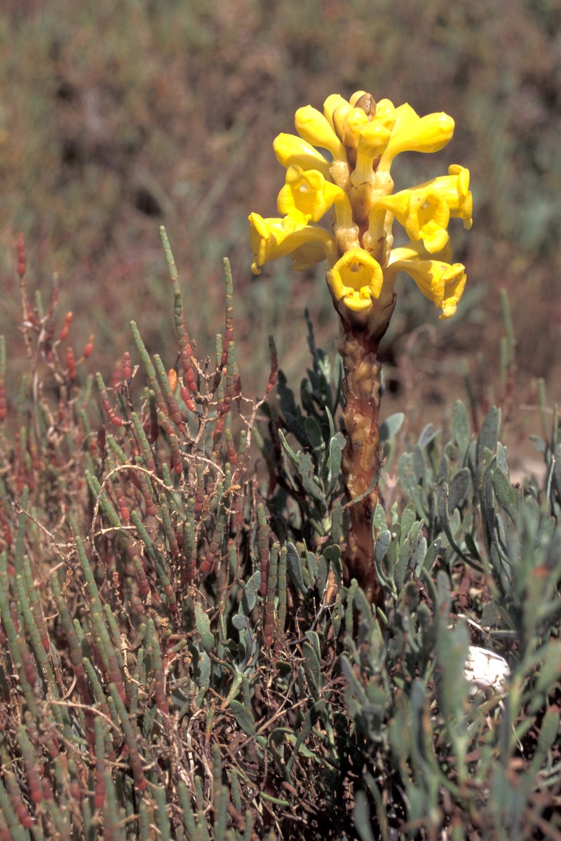 Cistanche phelypaea, Cistanche