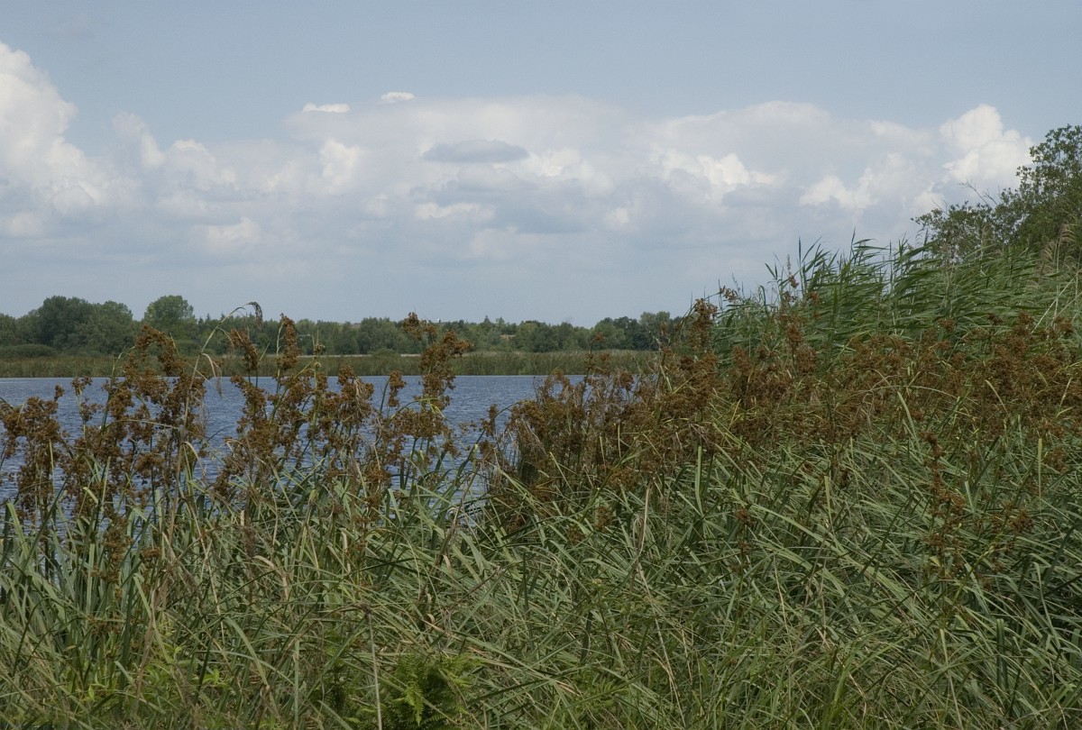 Cladium mariscus, Great Fen-sedge