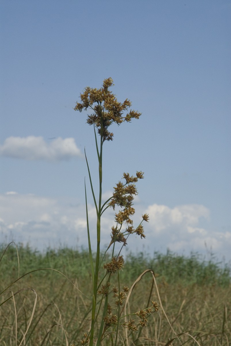 Cladium mariscus, Great Fen-sedge