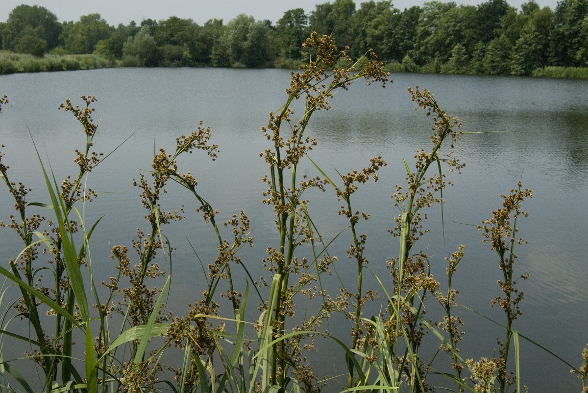 Cladium mariscus, Great Fen-sedge