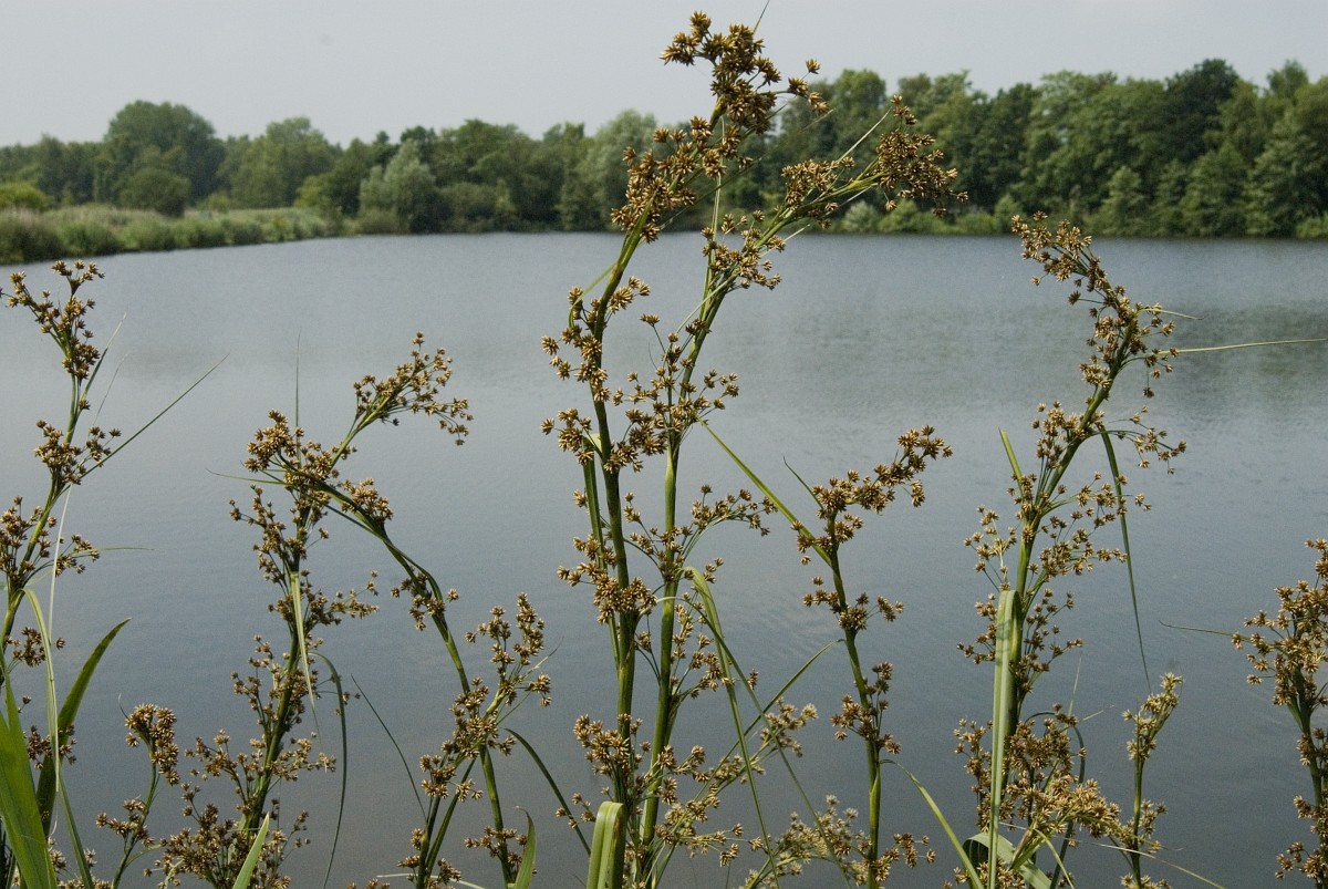 Cladium mariscus, Great Fen-sedge