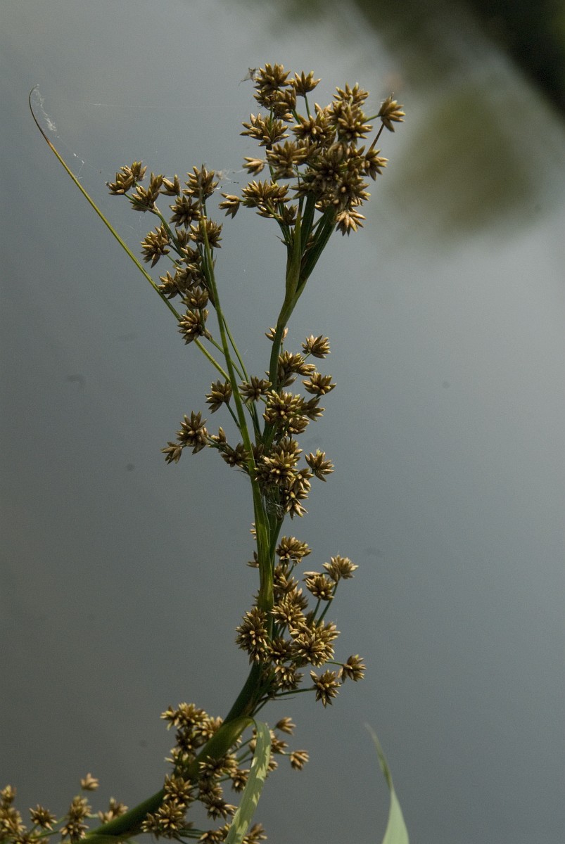 Cladium mariscus, Great Fen-sedge