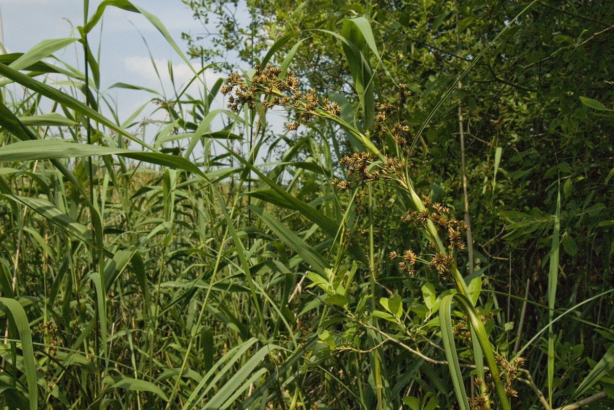 Cladium mariscus, Great Fen-sedge