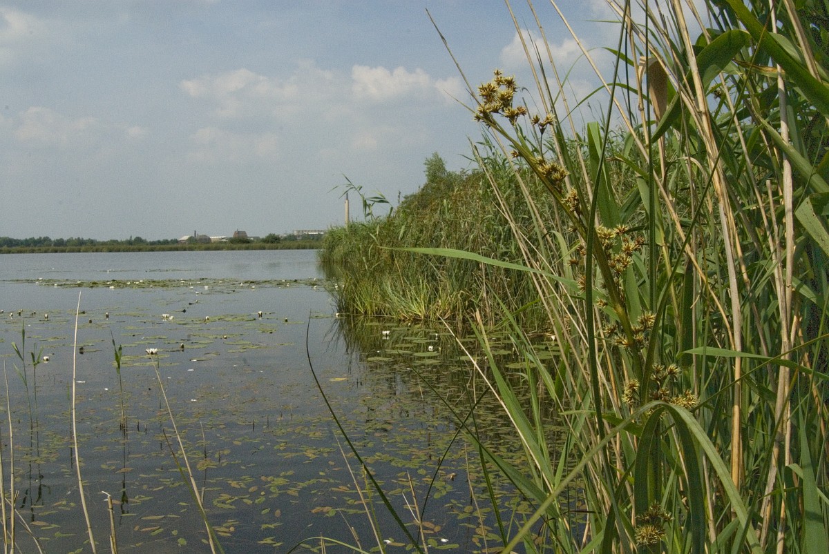 Cladium mariscus, Great Fen-sedge