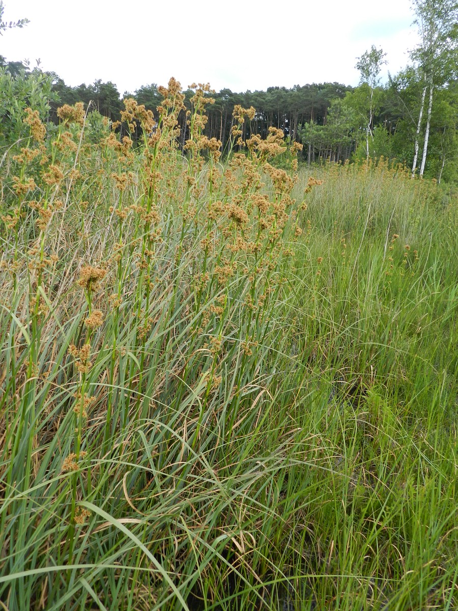 Cladium mariscus, Great Fen-sedge