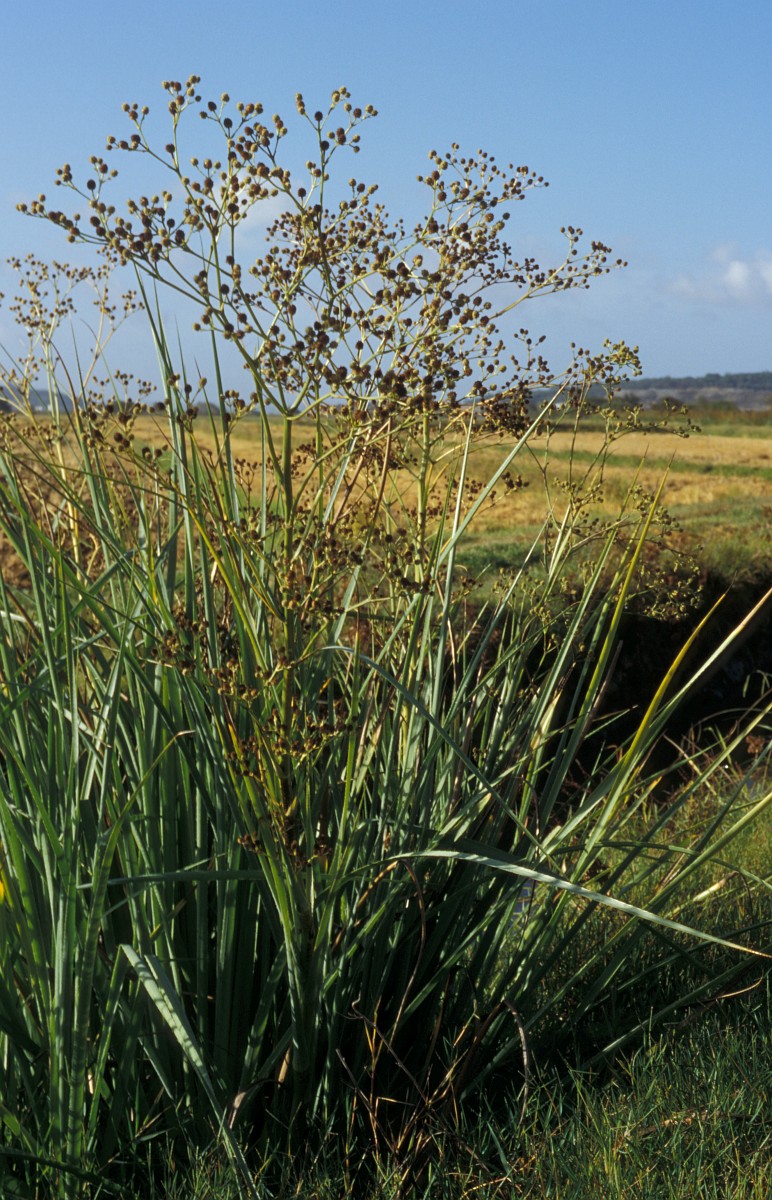 Cladium mariscus, Great Fen-sedge