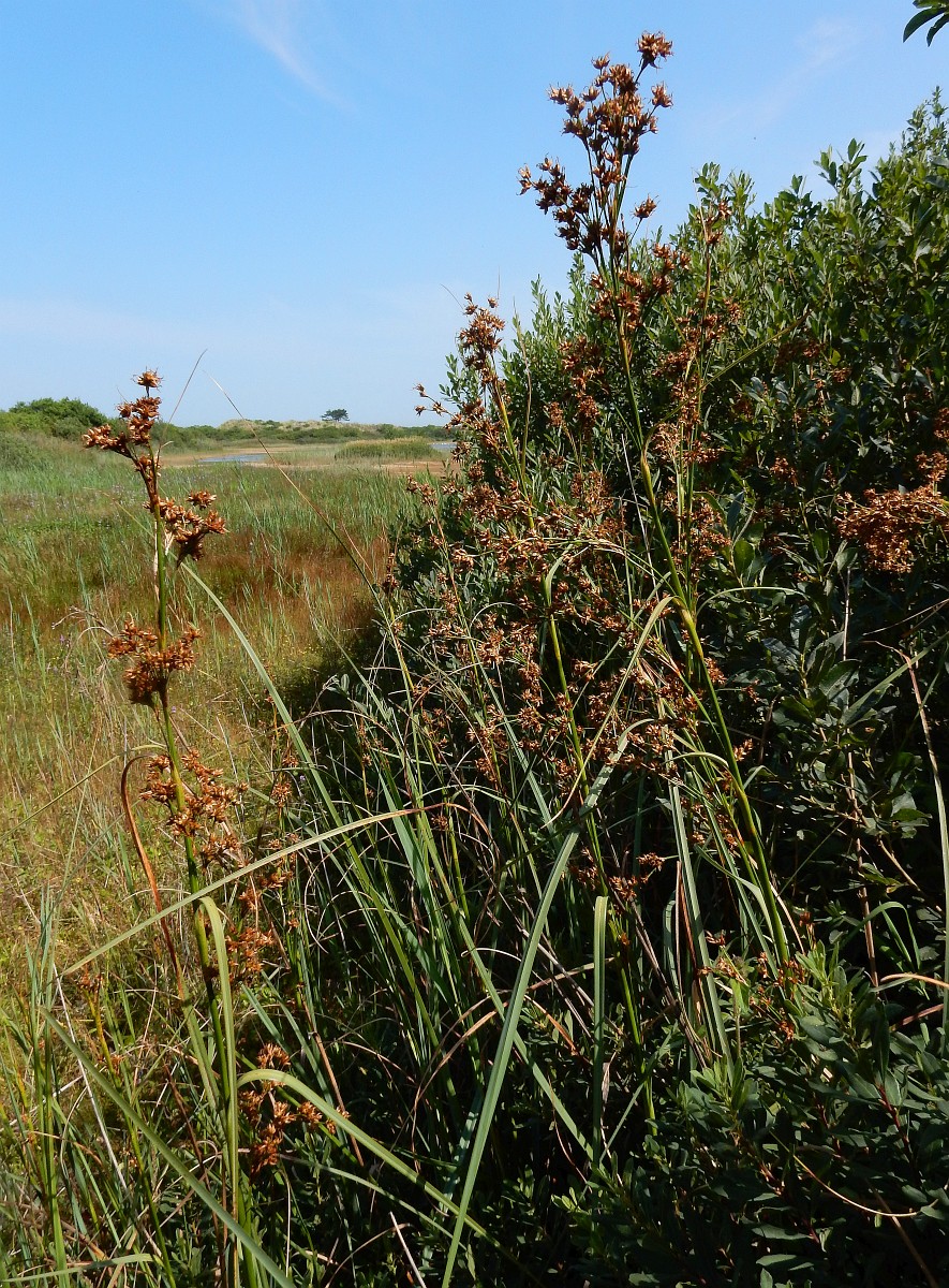 Cladium mariscus, Great Fen-sedge