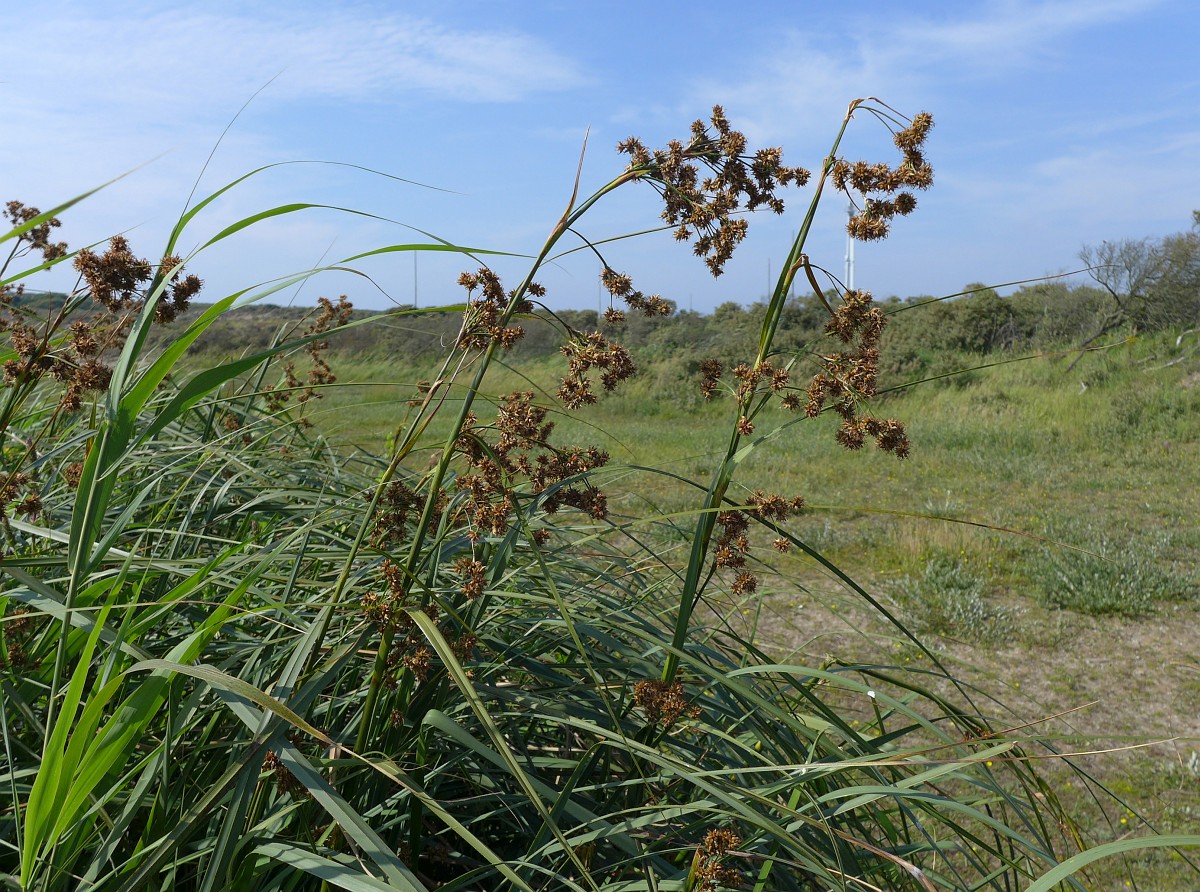 Cladium mariscus, Great Fen-sedge