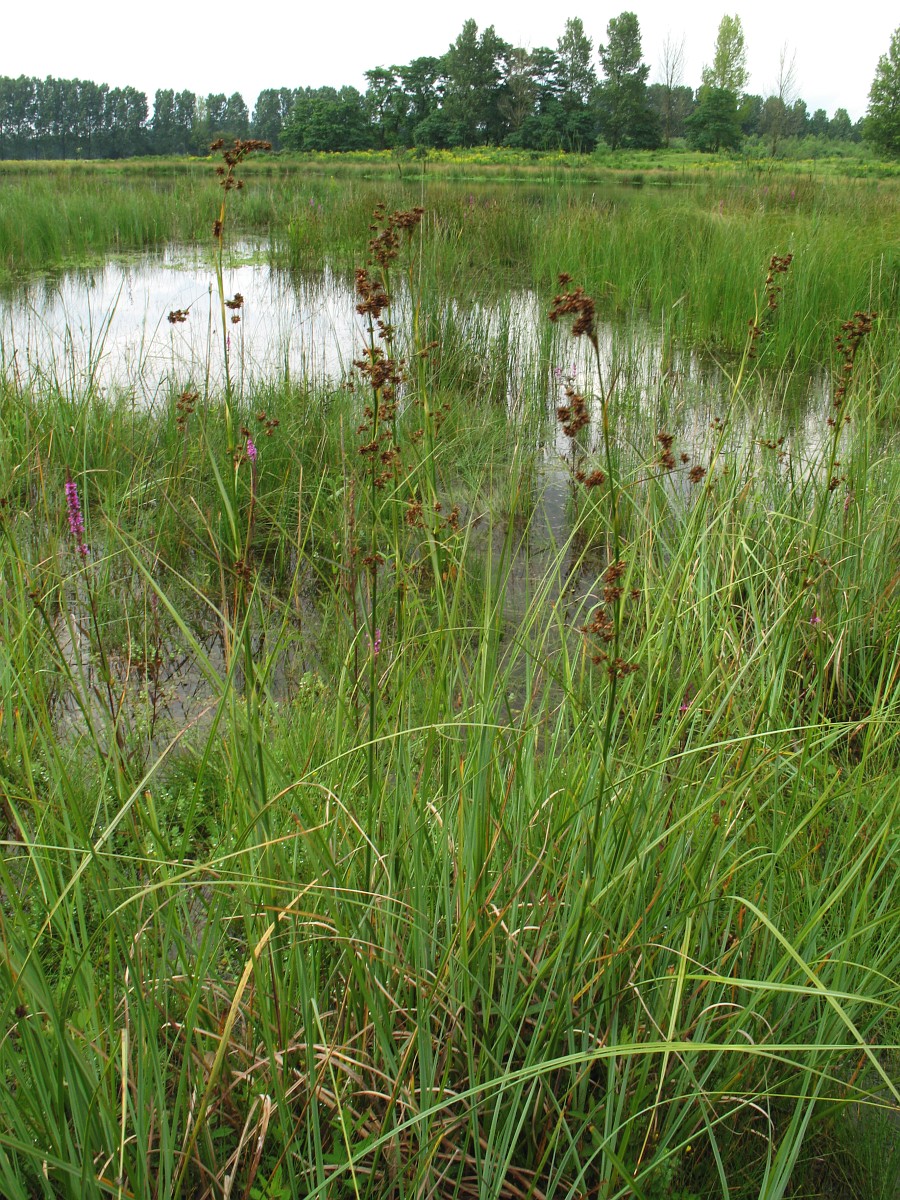 Cladium mariscus, Great Fen-sedge