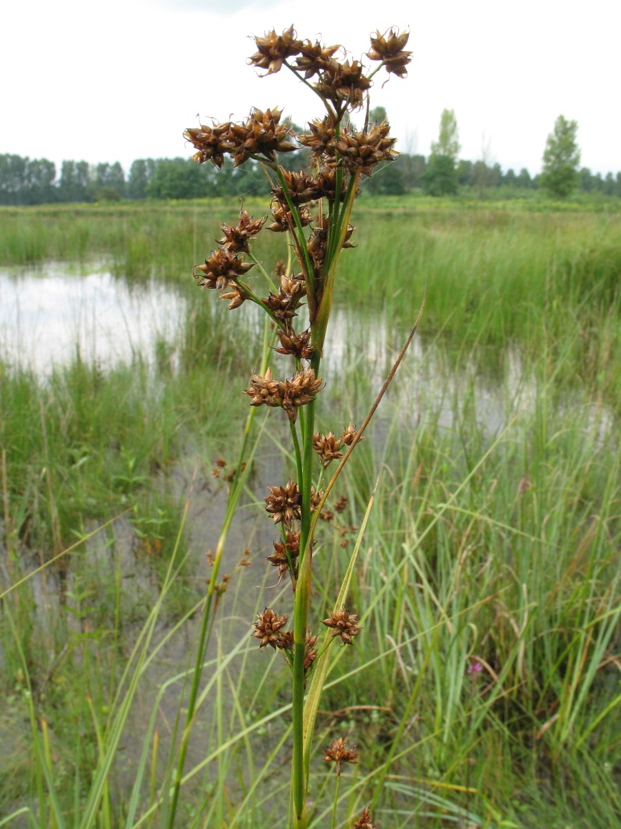 Cladium mariscus, Great Fen-sedge