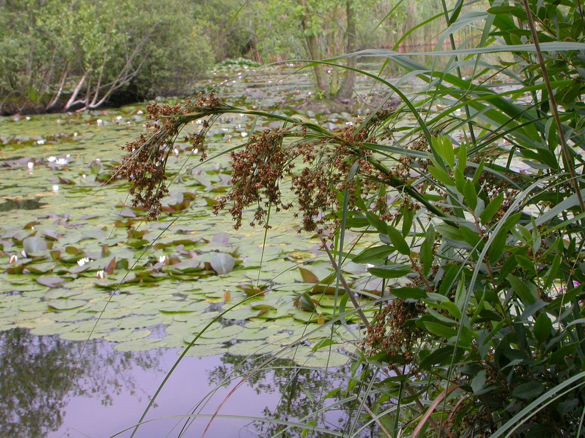 Cladium mariscus, Great Fen-sedge