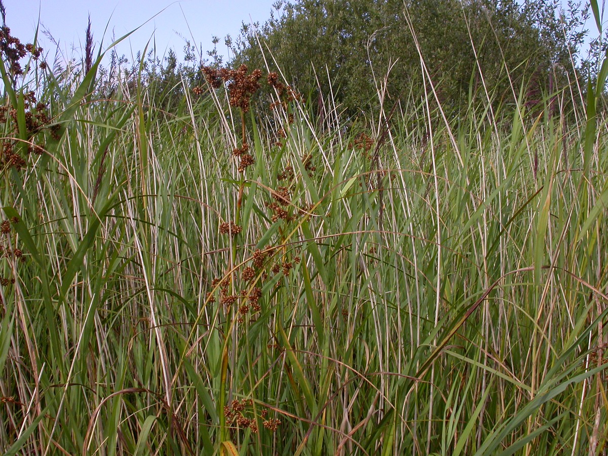 Cladium mariscus, Great Fen-sedge