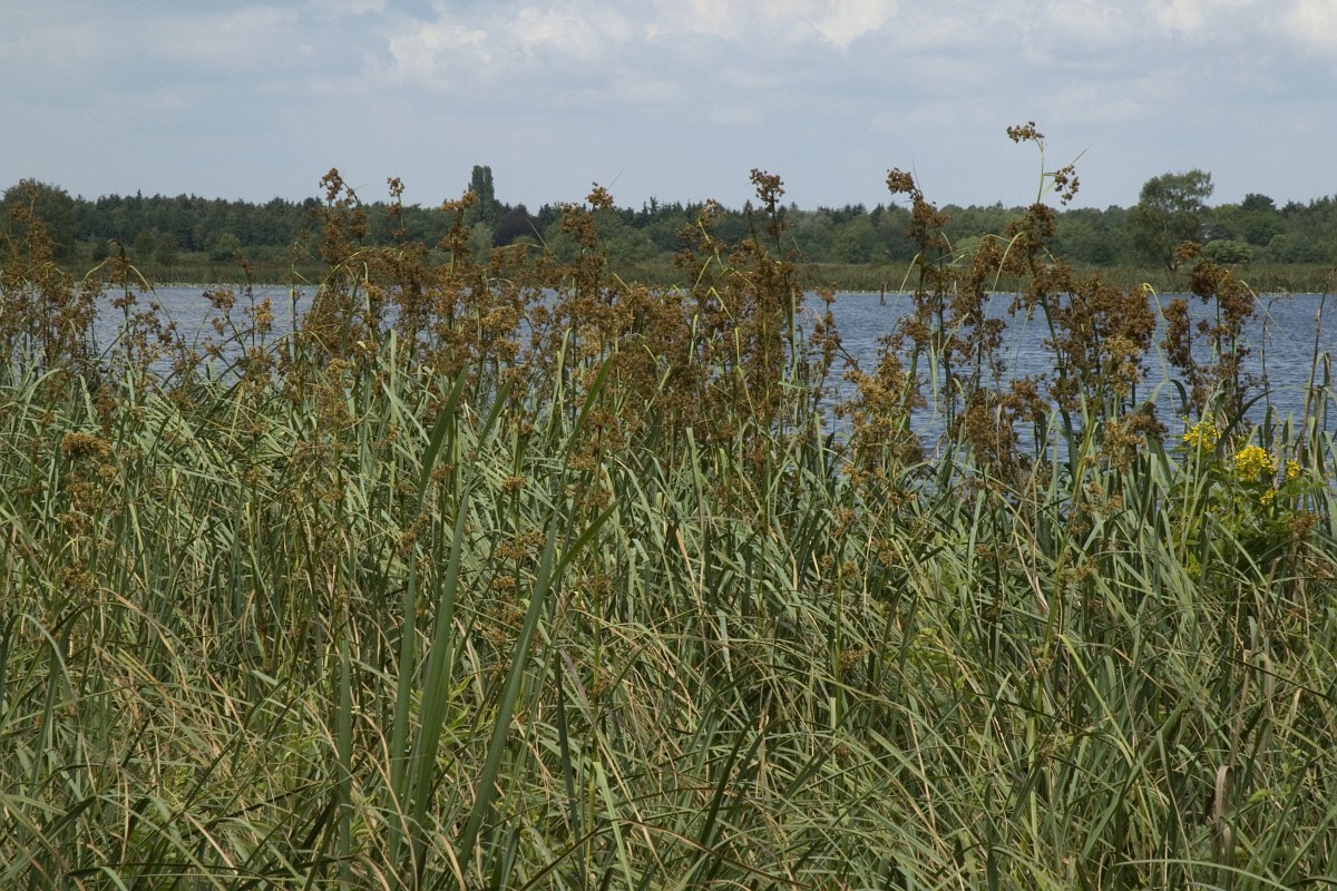 Cladium mariscus, Great Fen-sedge