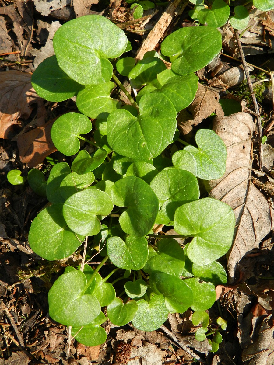 Cochlearia pyrenaica, Pyrenean Scurvygrass
