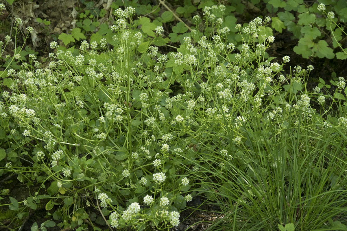 Cochlearia pyrenaica, Pyrenean Scurvygrass